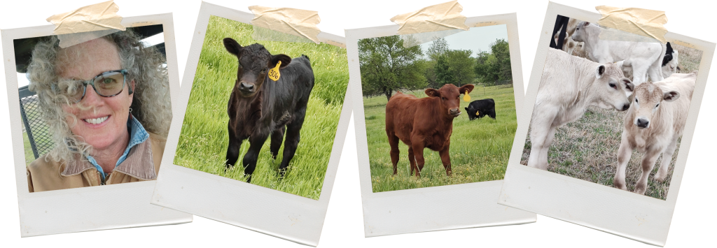 Beef Quality Assurance | Shelter Creek Cattle Co